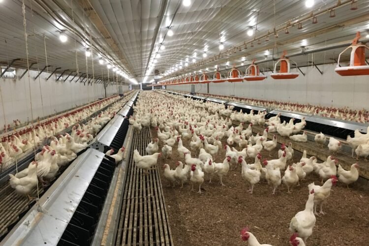 Chicken Farms For Sale USA | Fine Poultry Farms For Sale Near You ...